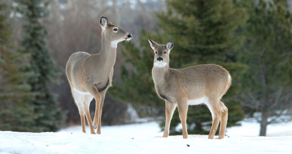 Chronic Wasting Disease Could Infect Humans, Says CDC – Myhealthyclick.com